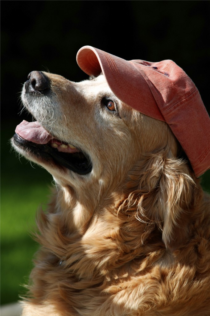 RallyCallout - Obedience Training Club of Palm Beach County